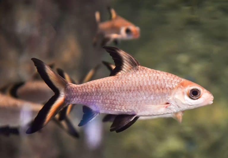 Sailfin Molly 101: Care, Diet, Tank Size, Tank Mates & More