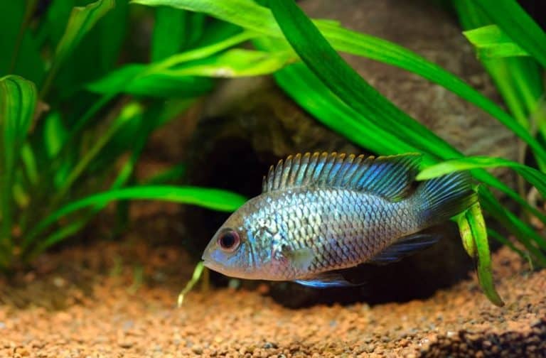 Blue Acara 101: Care, Diet, Tank Size, Tank Mates & More - Aquarium Part