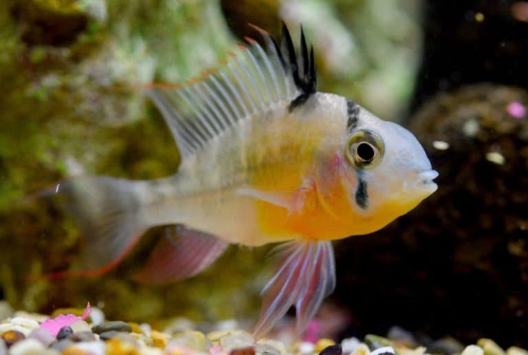 Bolivian Ram 101 Care Diet Tank Size Tank Mates And More Aquarium Part
