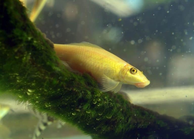 Goliath Tigerfish 101: Care, Diet, Tank Size, Tank Mates & More ...