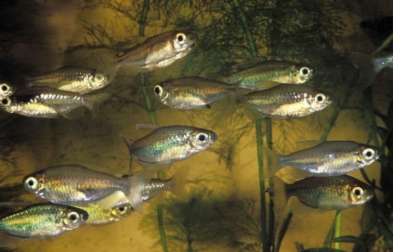 Serpae Tetra 101: Care, Diet, Tank Size, Tank Mates, & More - Aquarium Part