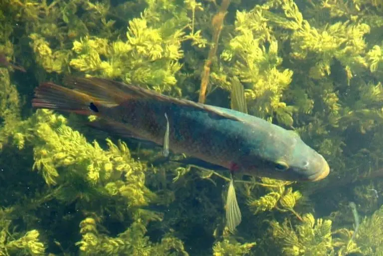 Mayan Cichlid 101: Care, Diet, Tank Size, Tank Mates, & More - Aquarium ...