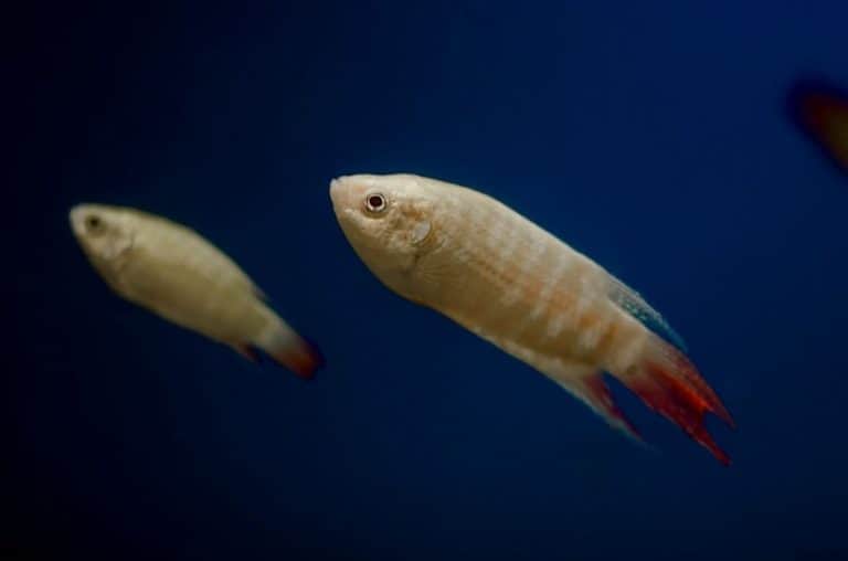 Paradise Fish 101: Care, Diet, Tank Size, Tank Mates & More - Aquarium Part