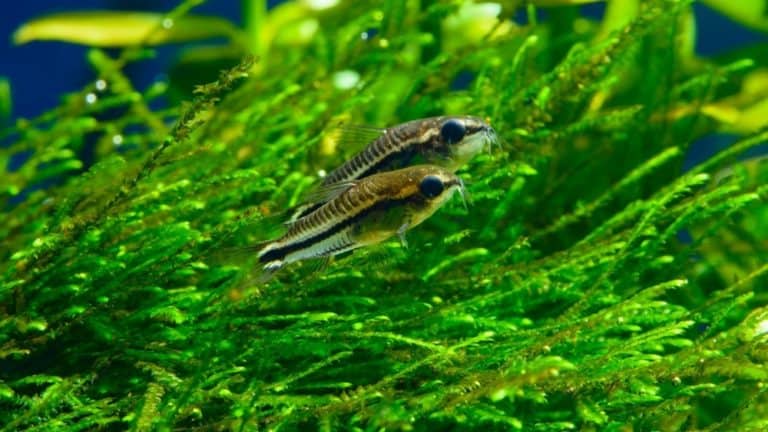 Banded Pygmy Sunfish 101: Care, Diet, Tank Size, Tank Mates & More ...