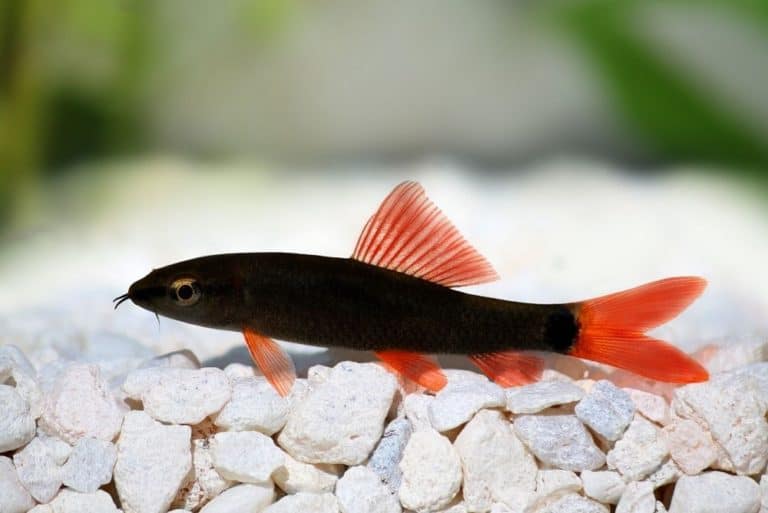 Tench 101: Care, Diet, Tank Size, Tank Mates & More