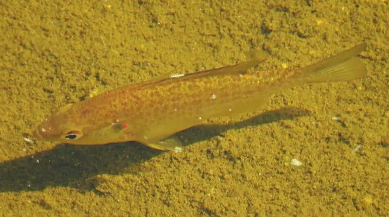 Banded Pygmy Sunfish 101: Care, Diet, Tank Size, Tank Mates & More ...