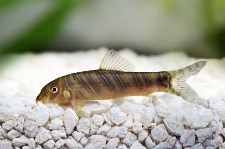 Jack Dempsey Cichlid 101: Care, Diet, Tank Size, Tank Mates and More ...