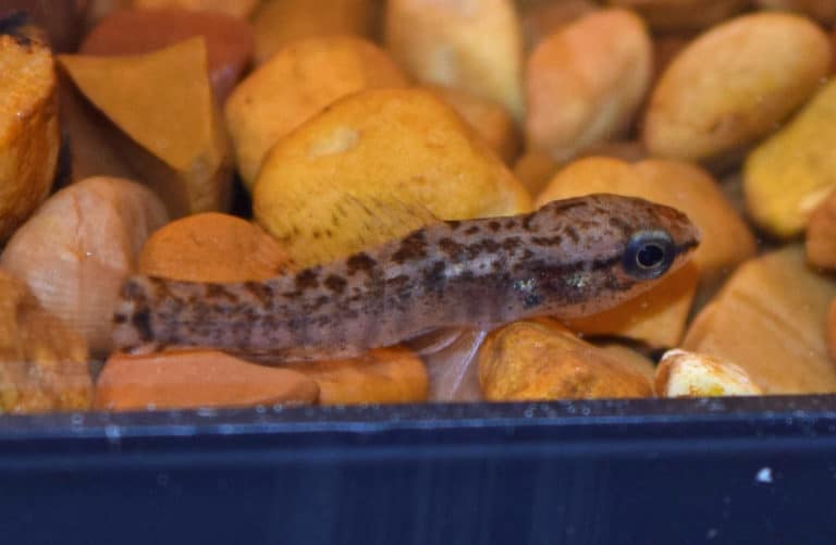 Banded Pygmy Sunfish 101: Care, Diet, Tank Size, Tank Mates & More ...
