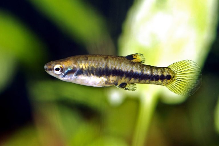 Least Killifish 101: Care, Diet, Tank Size, Tank Mates & More ...