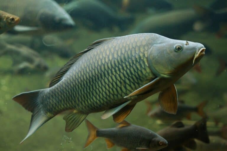 Common Carp 101: Care, Diet, Tank Size, Tank Mates, & More