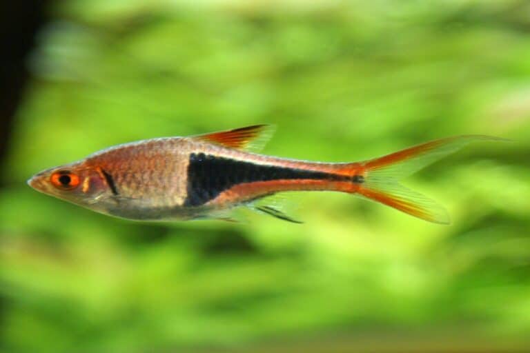 Harlequin Rasbora 101: Care, Diet, Tank Size, Tank Mates, & More